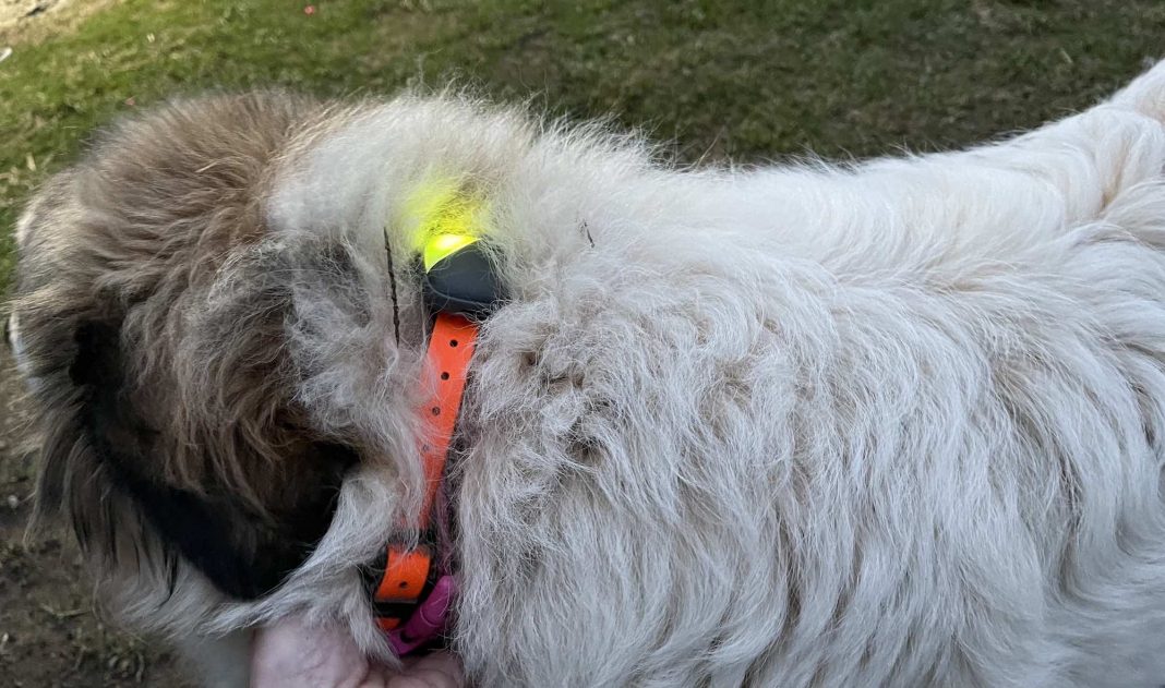 PetFon dog activity real time tracker review | Best Buy Blog