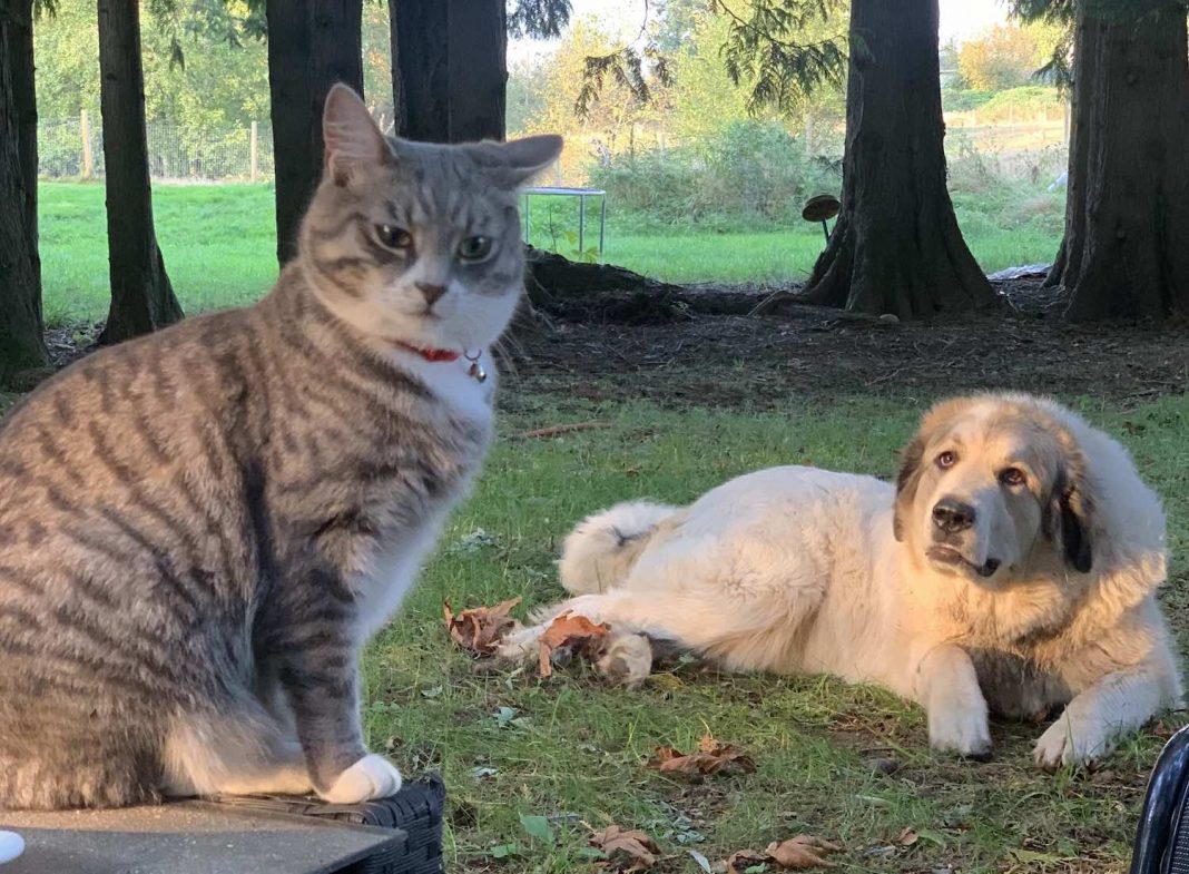 PetFon dog activity real time tracker review | Best Buy Blog